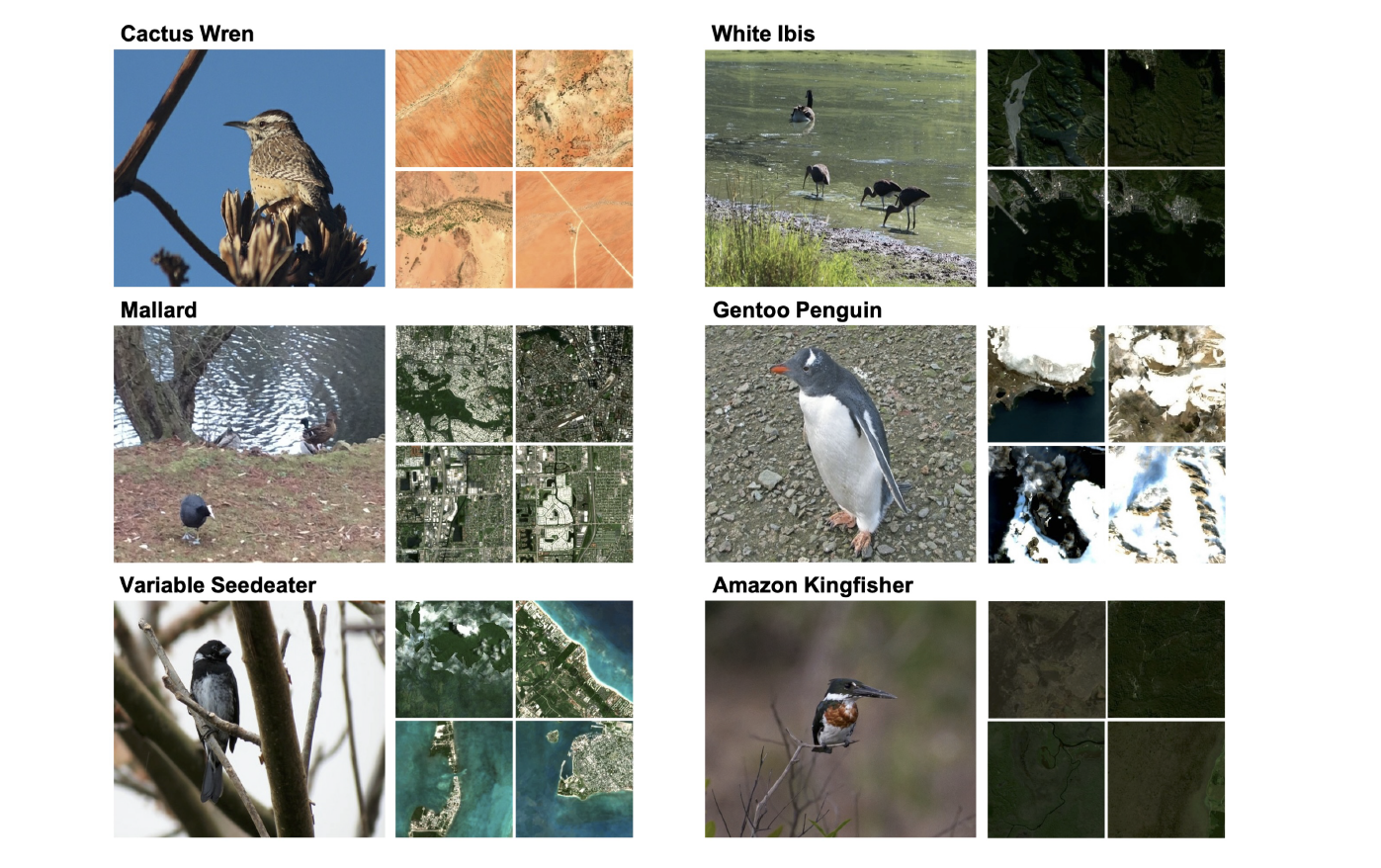 For the birds | WashU McKelvey School of Engineering