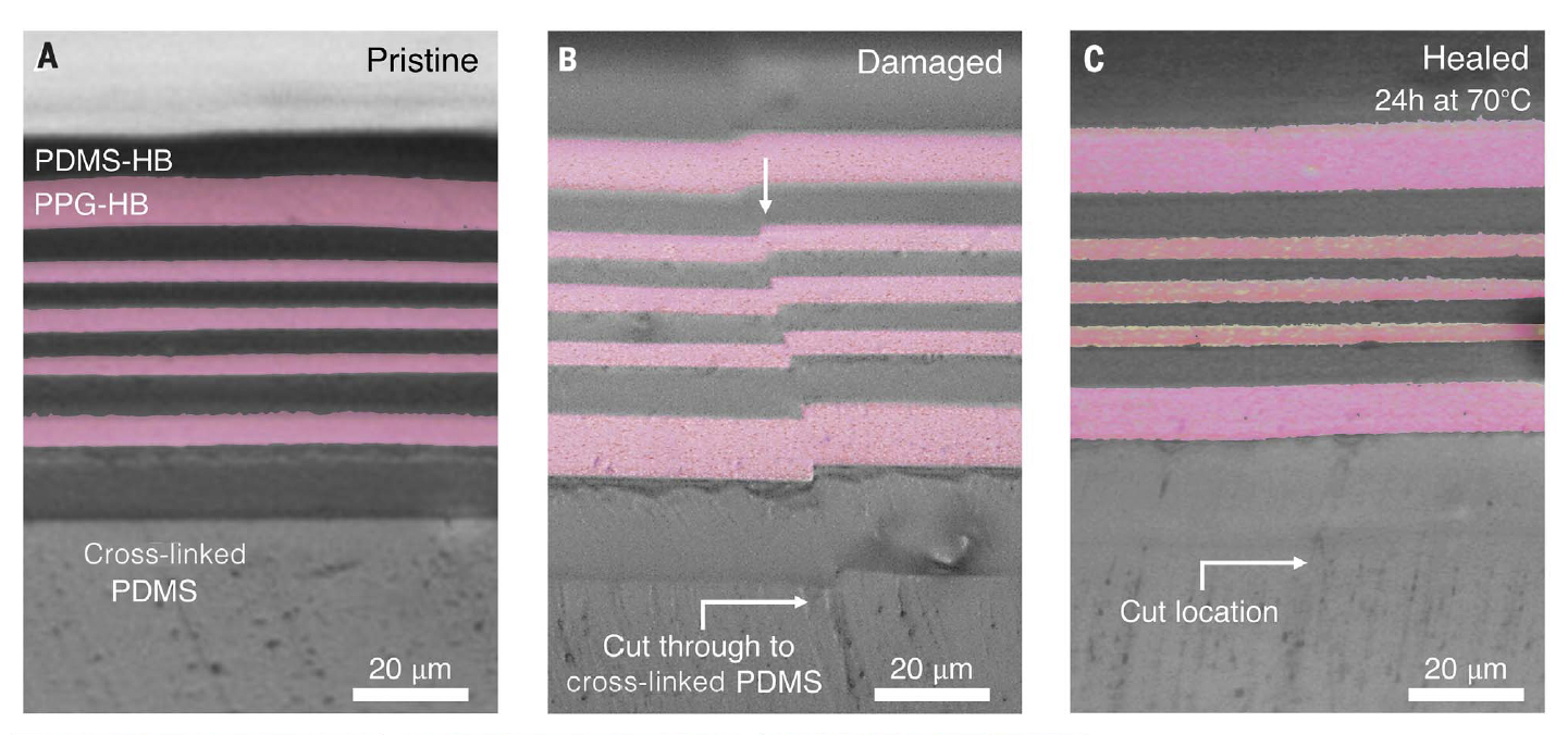 Multilayered electronic skin can autonomously heal and realign | WashU ...