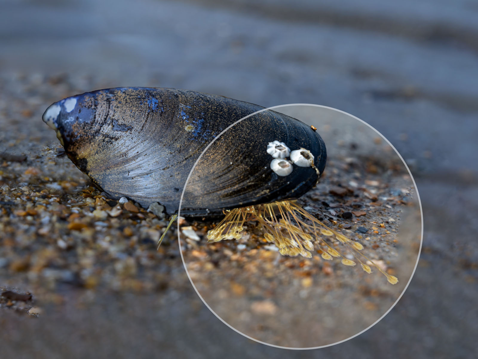Drawing Inspiration from the Muscle of the Mussel Foot | WashU McKelvey ...