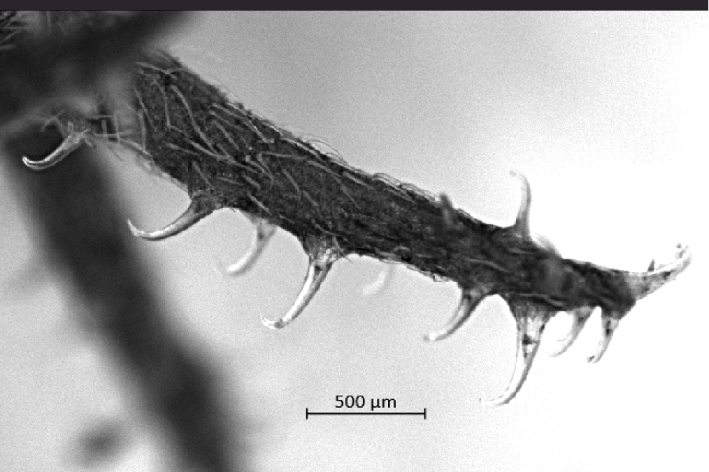 Hitchhiker plants inspire improved techniques for reattaching tendon to ...