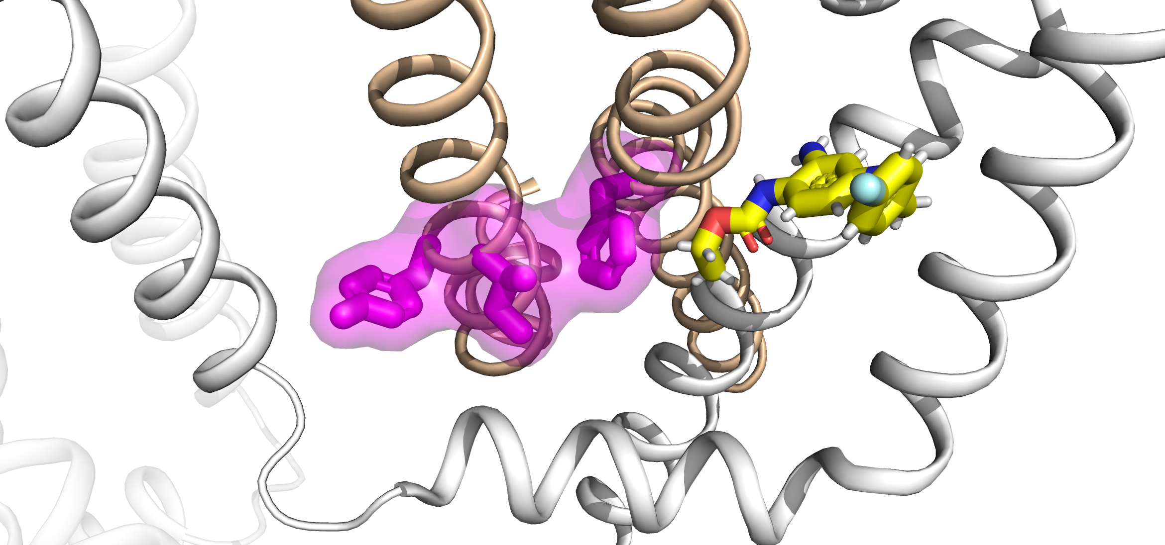 Study into potassium channels reveals novel mechanism behind epilepsy ...